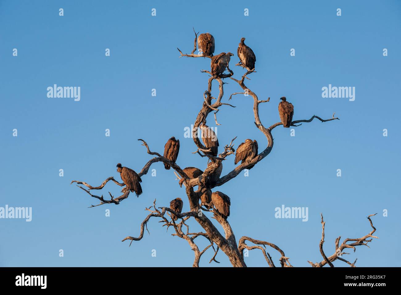 White-backed vultures, Gyps africanus, perched in a dead tree. Chobe ...
