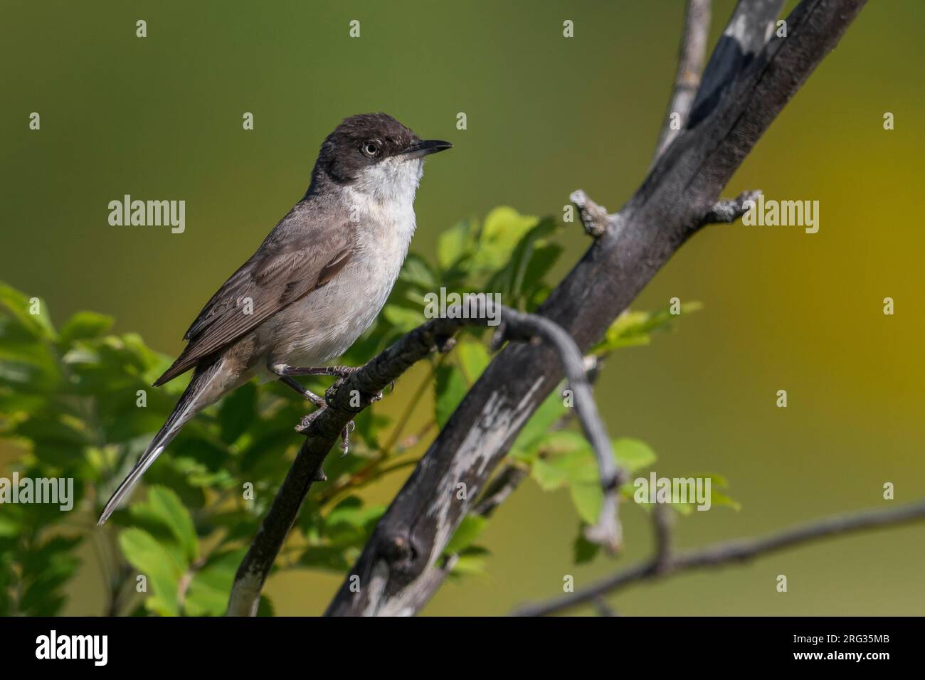 Male Western Orphean Warbler (Sylvia hortensis Stock Photo - Alamy
