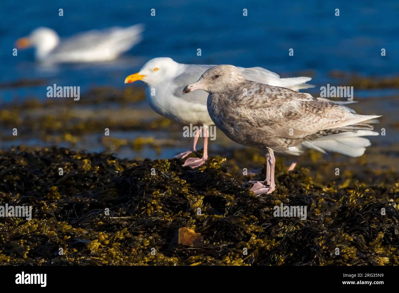 Glaucous Gull Immature