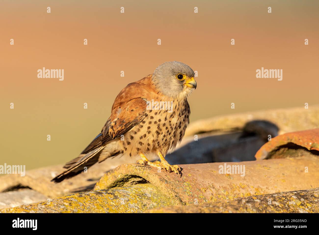 Male Lesser Kestrel at the roof of a barn at sunrise Stock Photo - Alamy