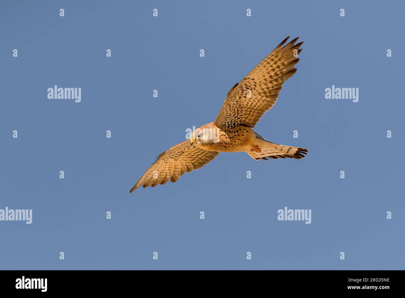 Collorfull bird hi-res stock photography and images - Alamy