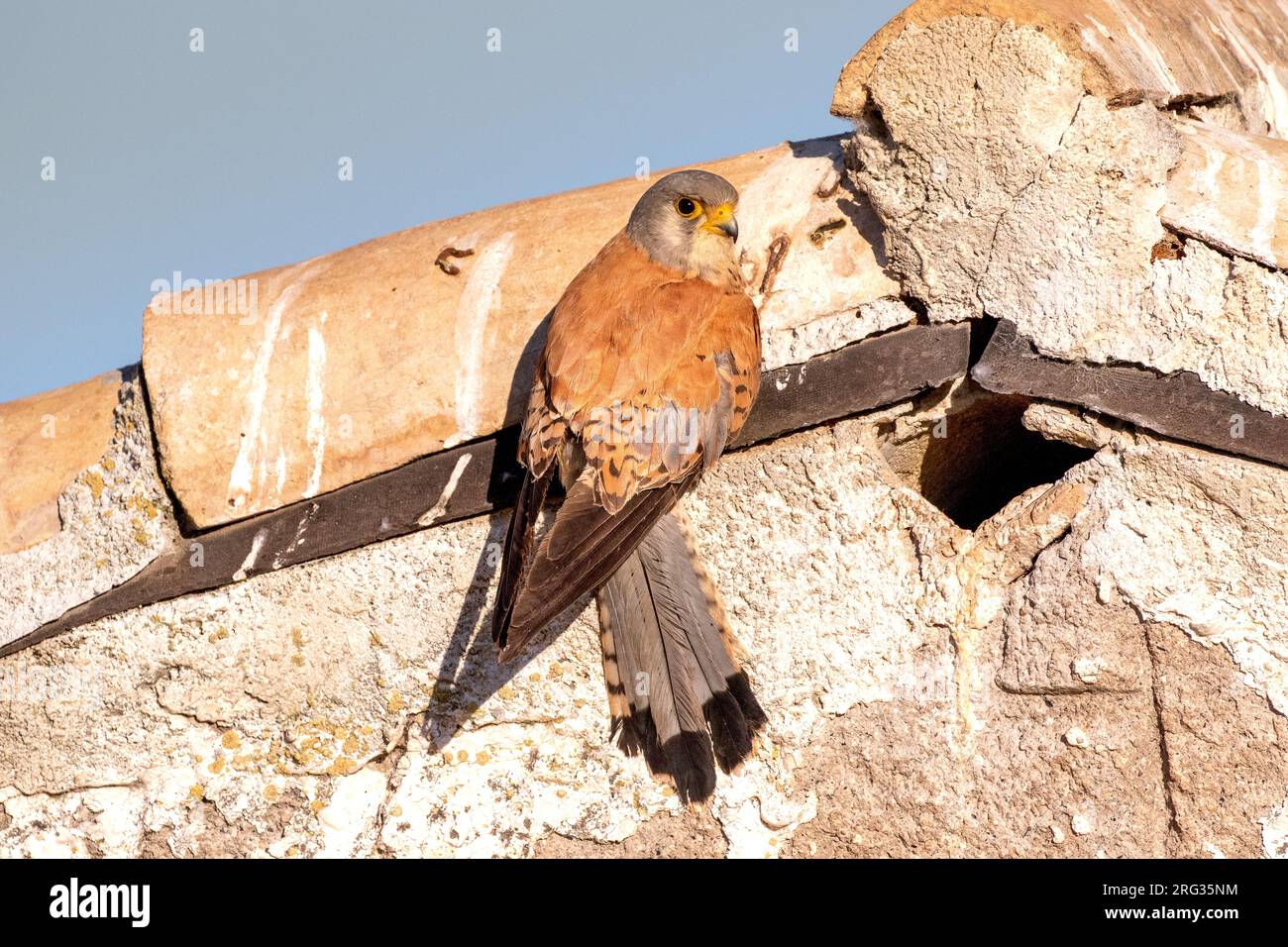 Male Lesser Kestrel coming out the nest in the barn Stock Photo - Alamy