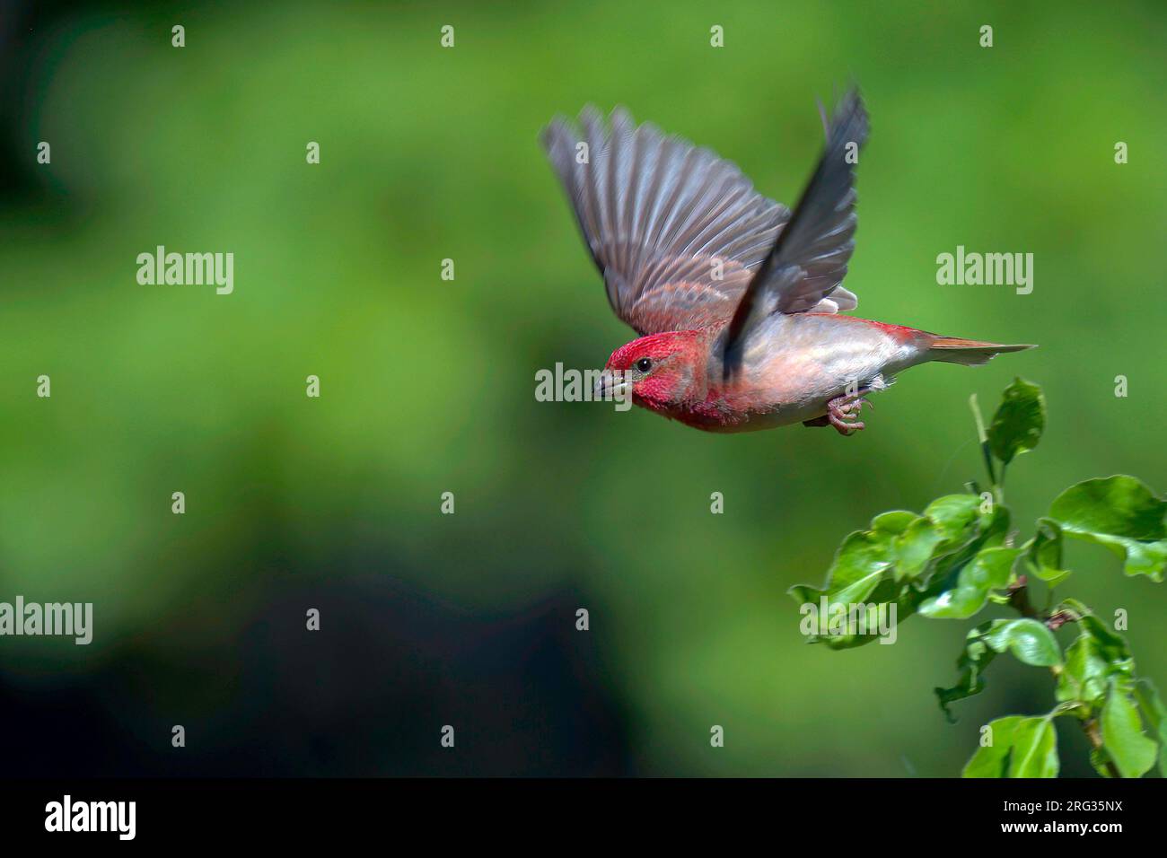 Common Rosefinch (Carpodacus erythrinus erythrinus), adult male in ...