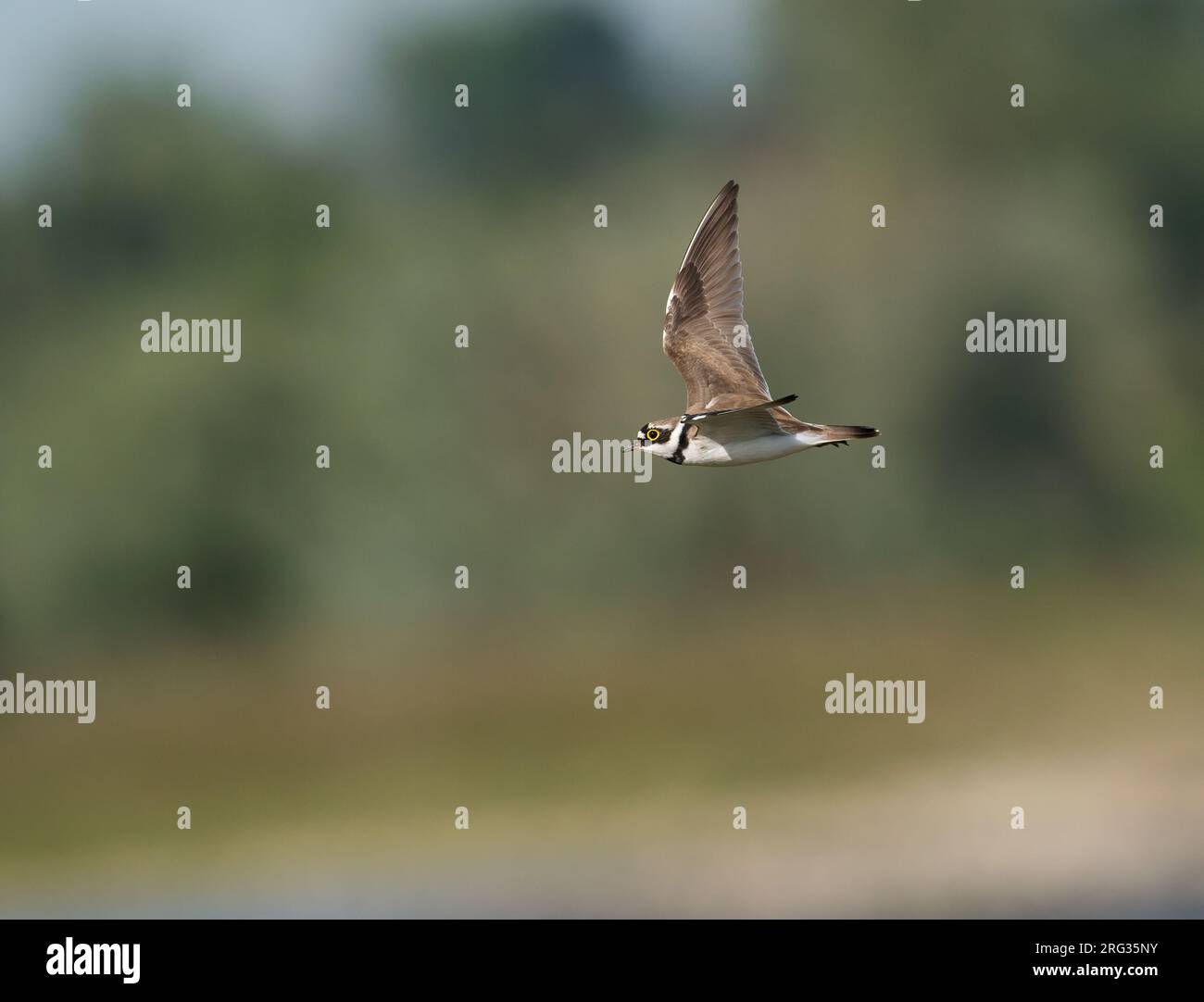 Display flight of Adult male Little Ringed Plover (Charadrius dubius ...