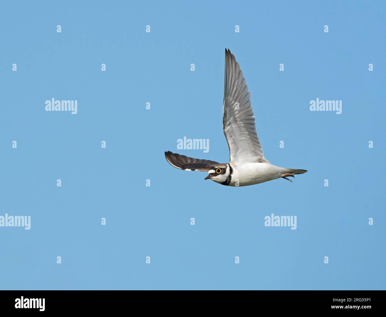 Display flight of Adult male Little Ringed Plover (Charadrius dubius ...