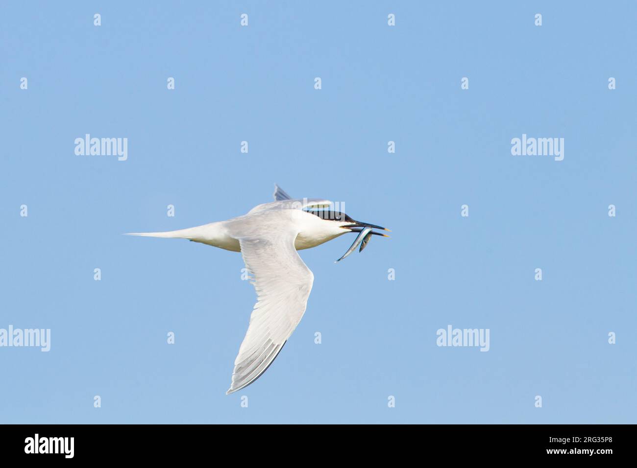 Sterna sandvicensis feeding young hi-res stock photography and images ...