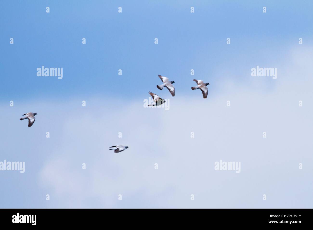 Stock Dove, Holenduif, Columba oenas ssp. oenas, Hungary, adult Stock ...