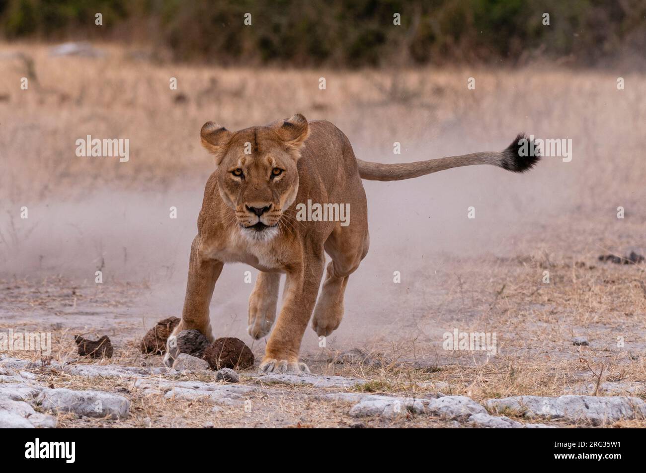 Female Lion Running Fast
