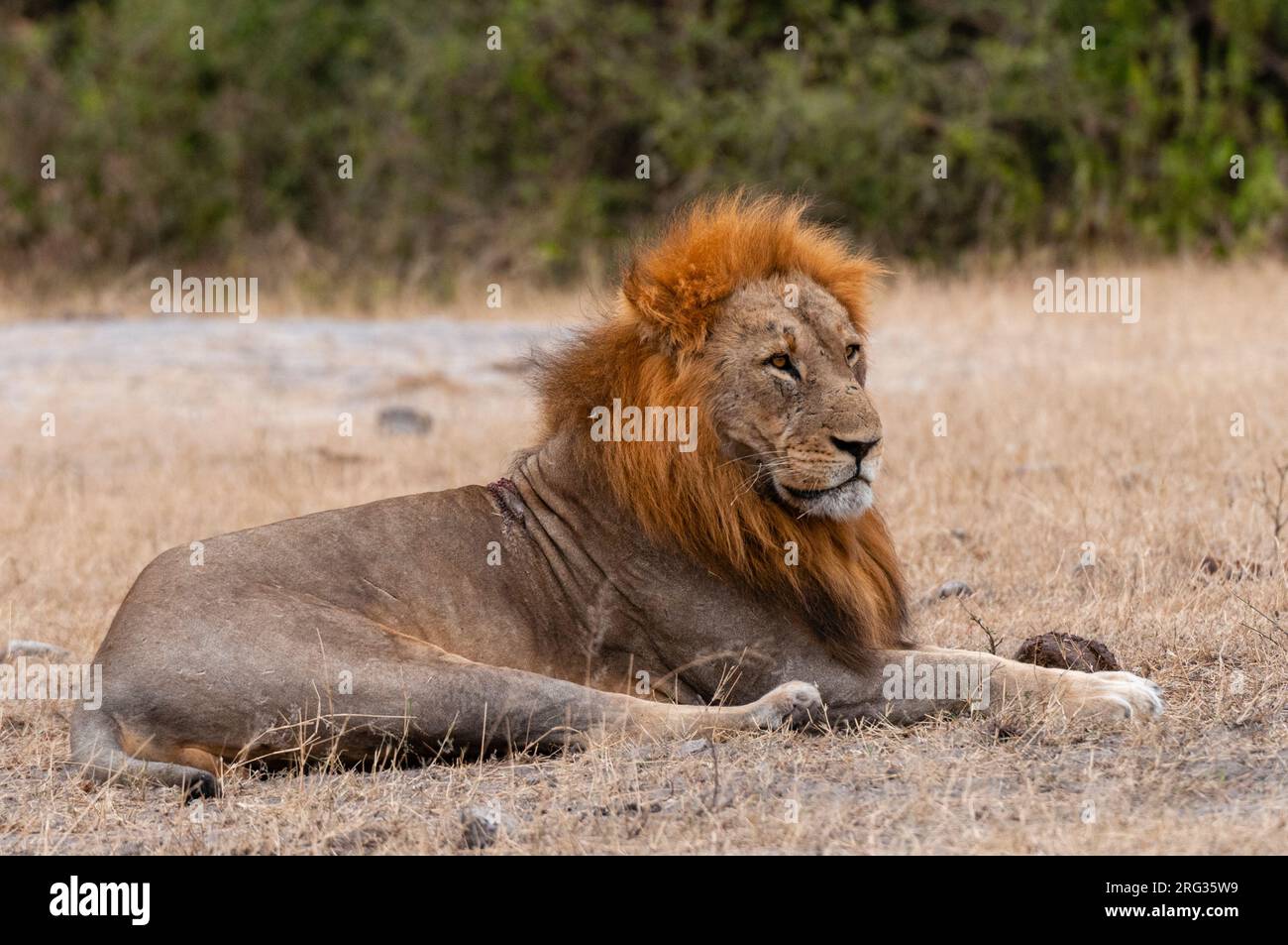 Portrait of an alert male lion, Panthera leo, at rest. Chobe National ...