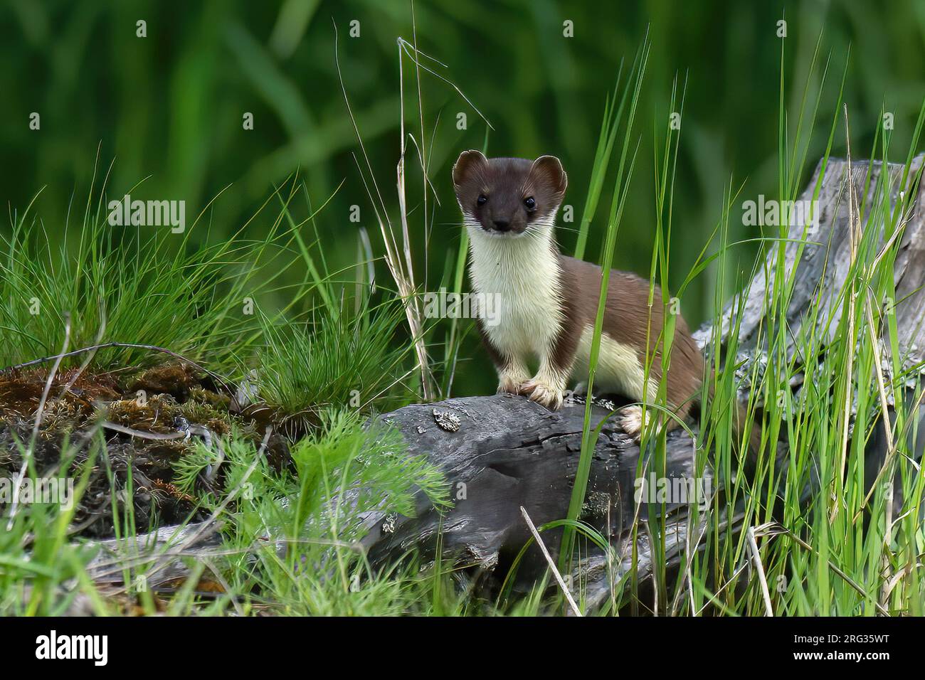 Stoat standing on log hi-res stock photography and images - Alamy