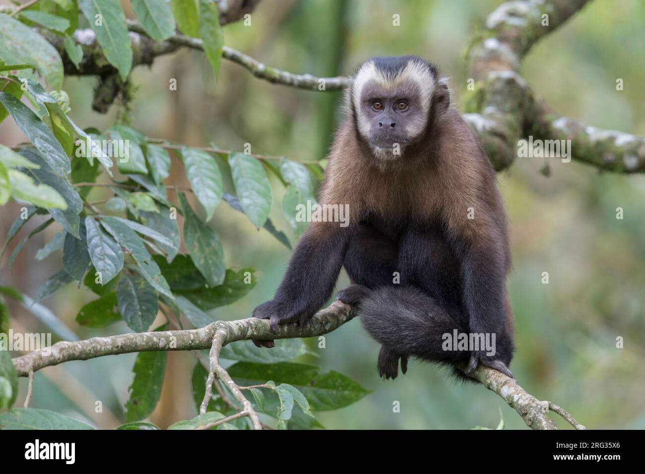 Brown Capuchin Monkey () at Manu National Park, Peru Stock Photo - Alamy