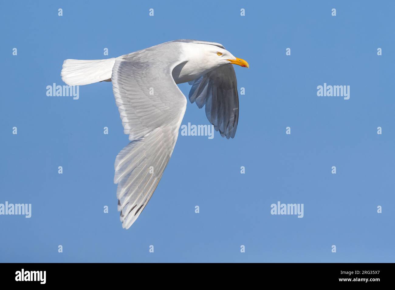 Viking gull hi-res stock photography and images - Alamy