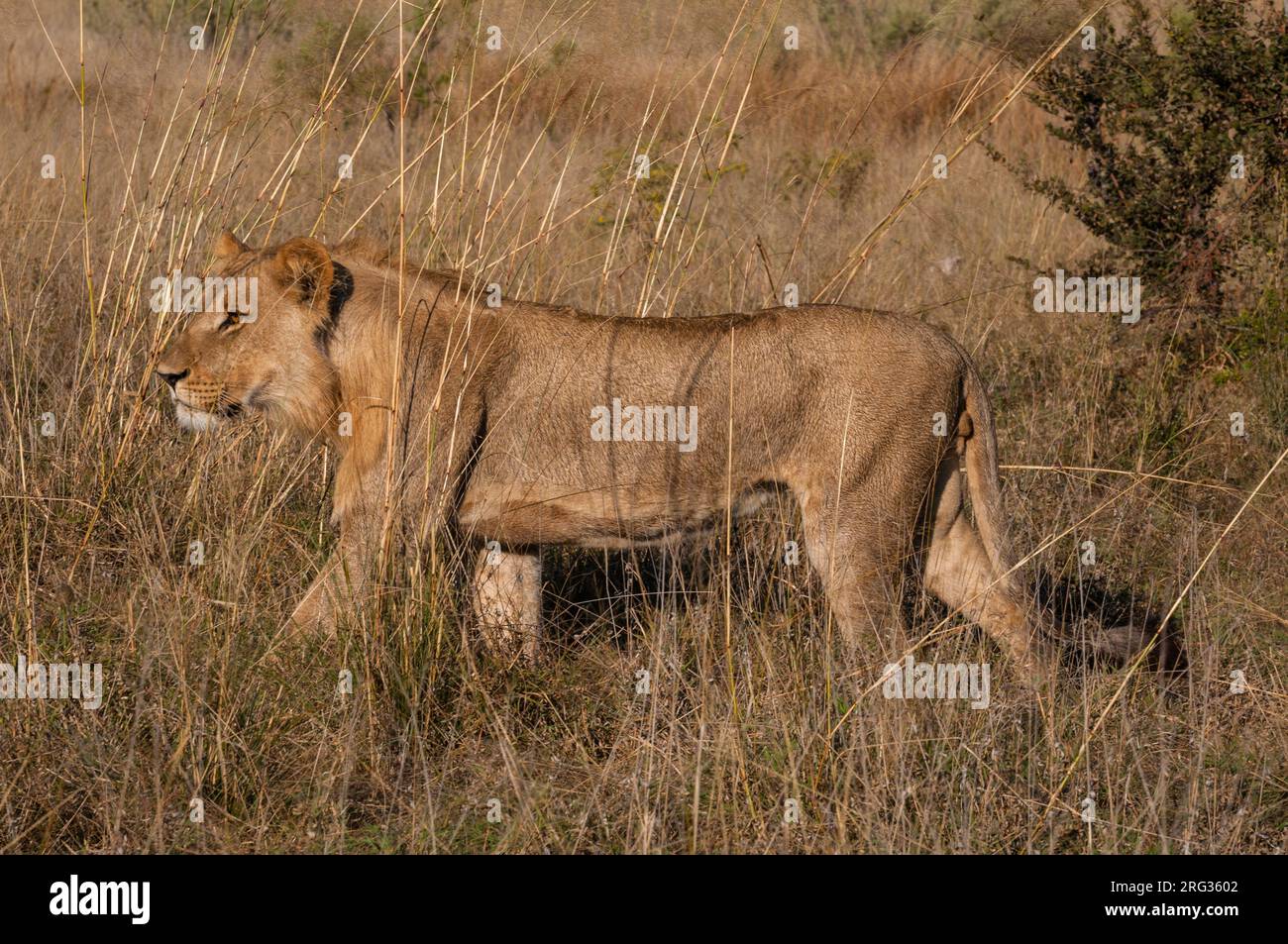 Portrait of a sub-adult male lion, Panthera leo, walking in tall grass ...