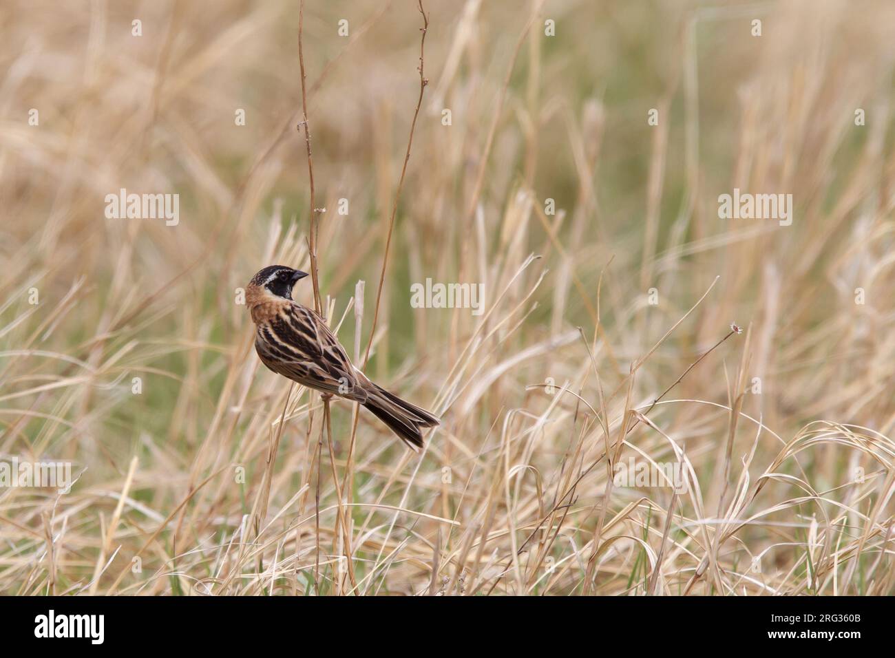 Japanese reed bunting hi-res stock photography and images - Alamy