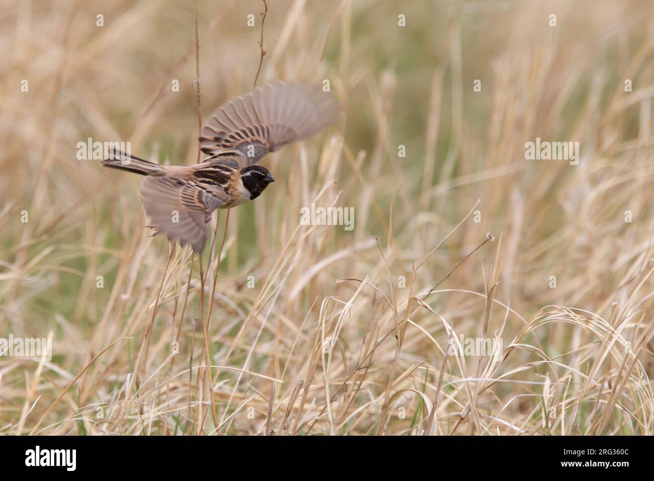 Japanese reed bunting hi-res stock photography and images - Alamy