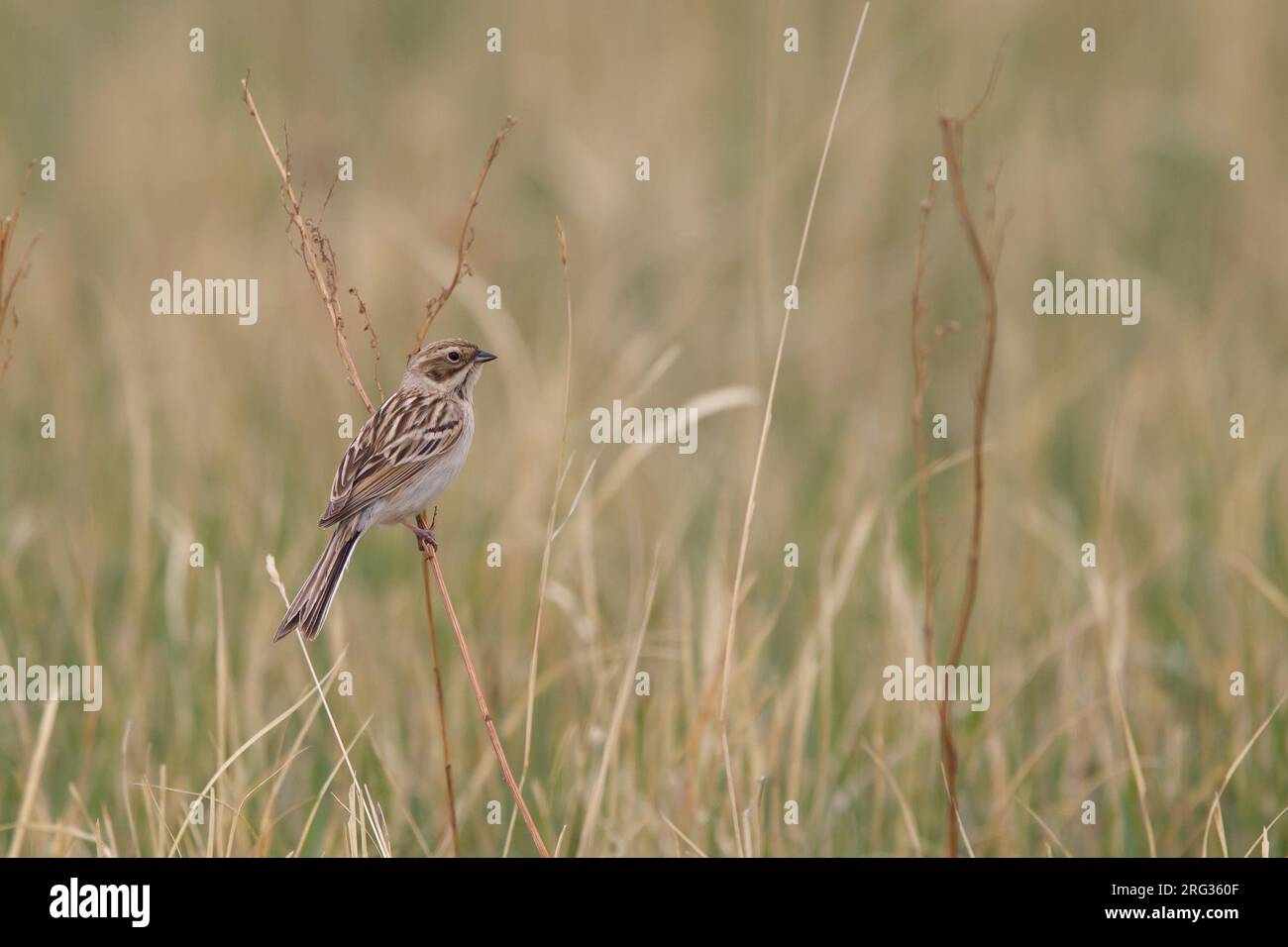 Dornod aimag hi-res stock photography and images - Alamy