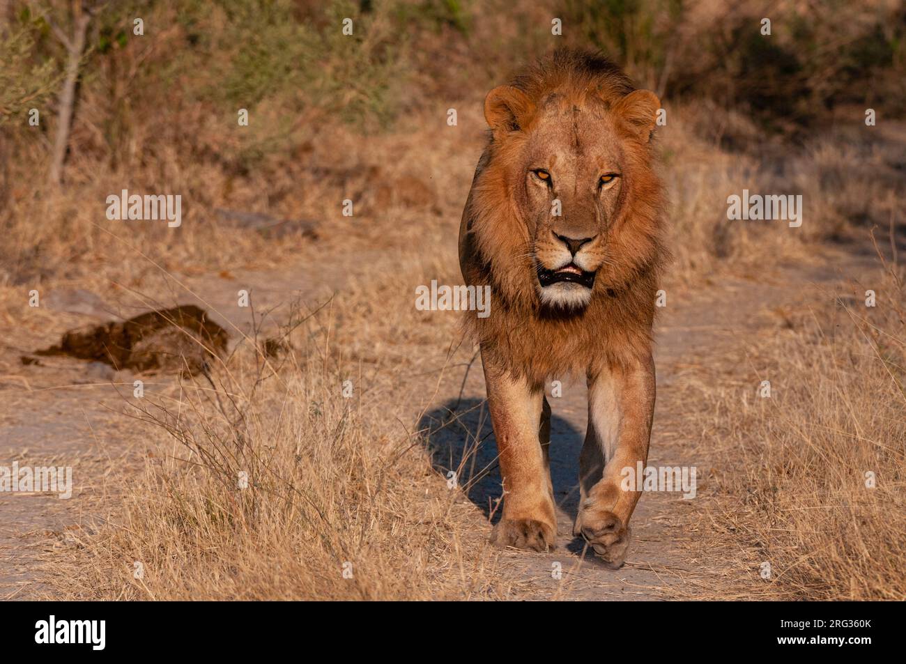 Portrait of a male lion, Panthera leo, walking on a dirt road. Chief ...
