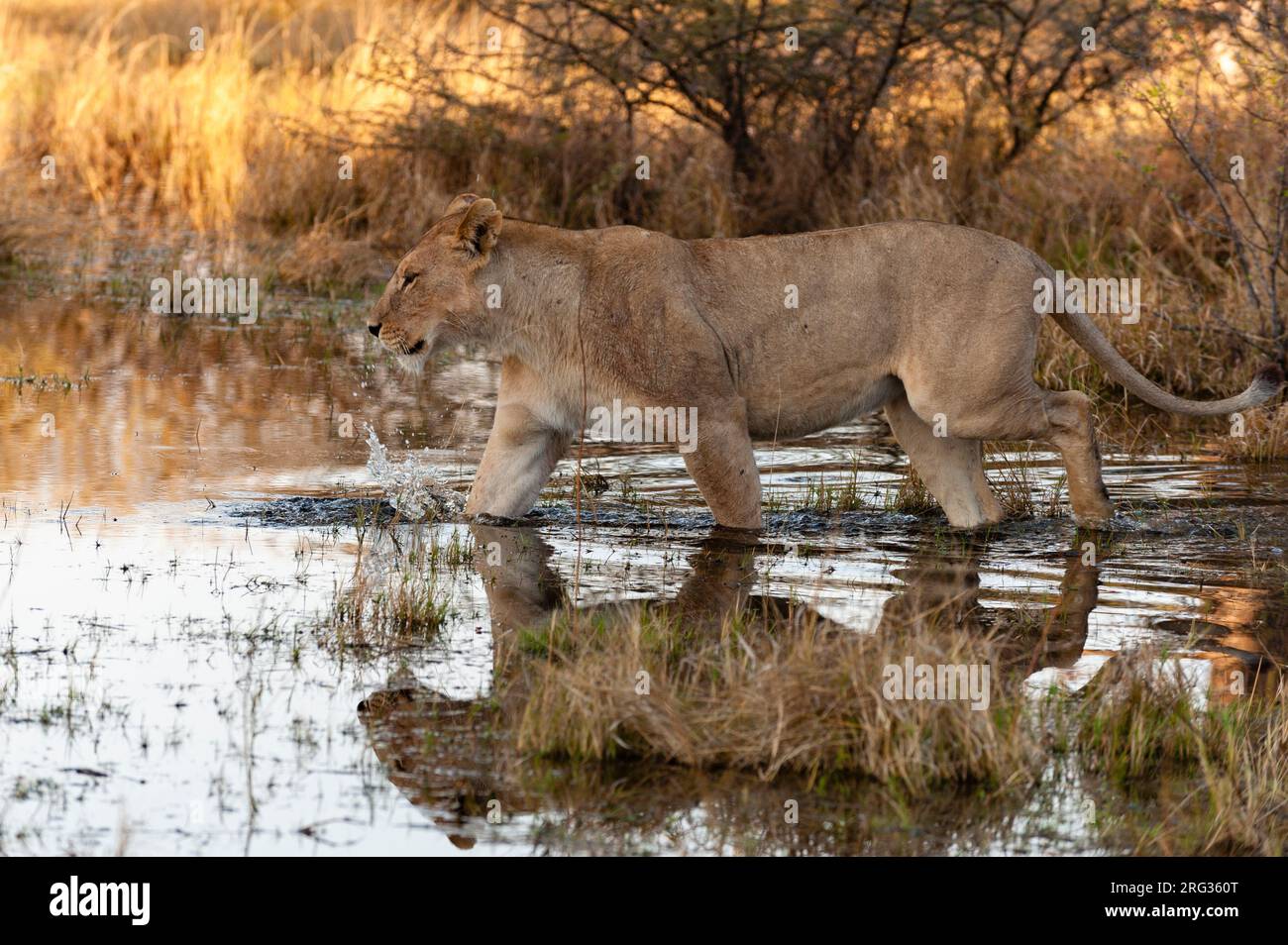 A lioness, Panthera leo, walking out into a waterway. Chief Island ...