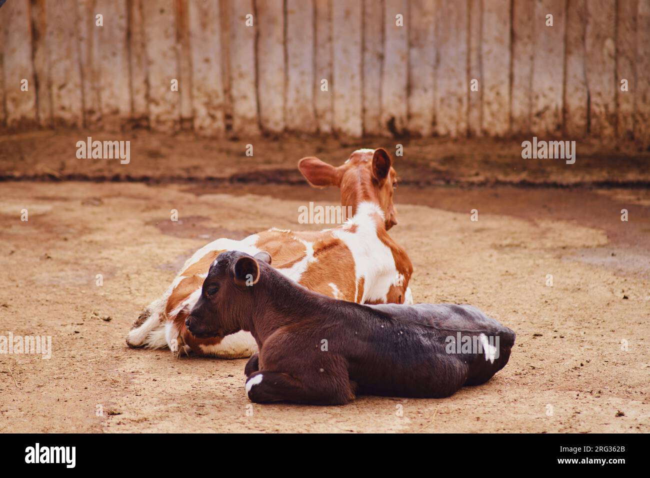 The tired cow's muzzle is covered in dirt from the stable, making her ...