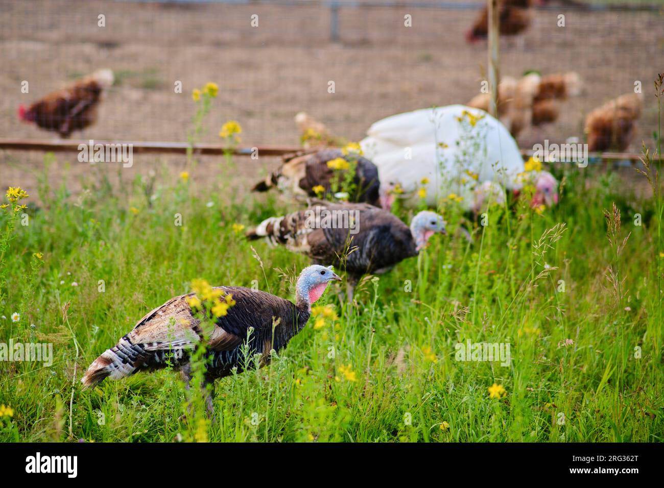 The turkeys in the poultry farm are being raised for Thanksgiving ...