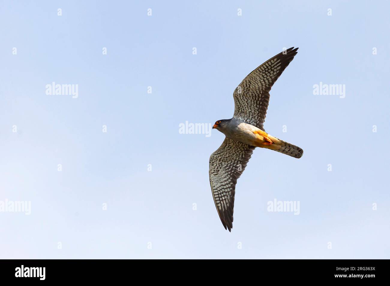 Second calendar year male Amur Falcon (Falco amurensis) in flight in ...