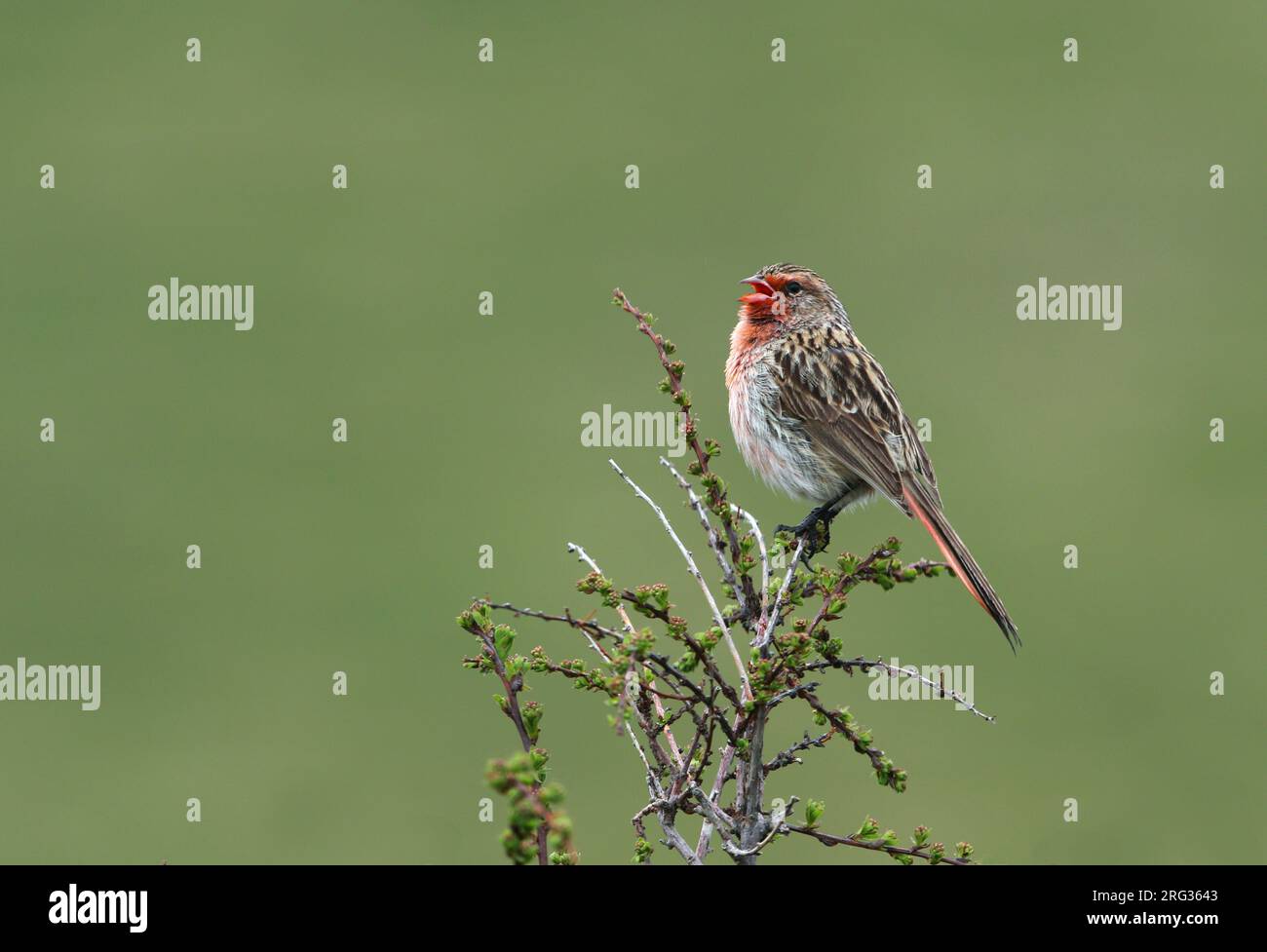 Przewalskis finch hi-res stock photography and images - Alamy