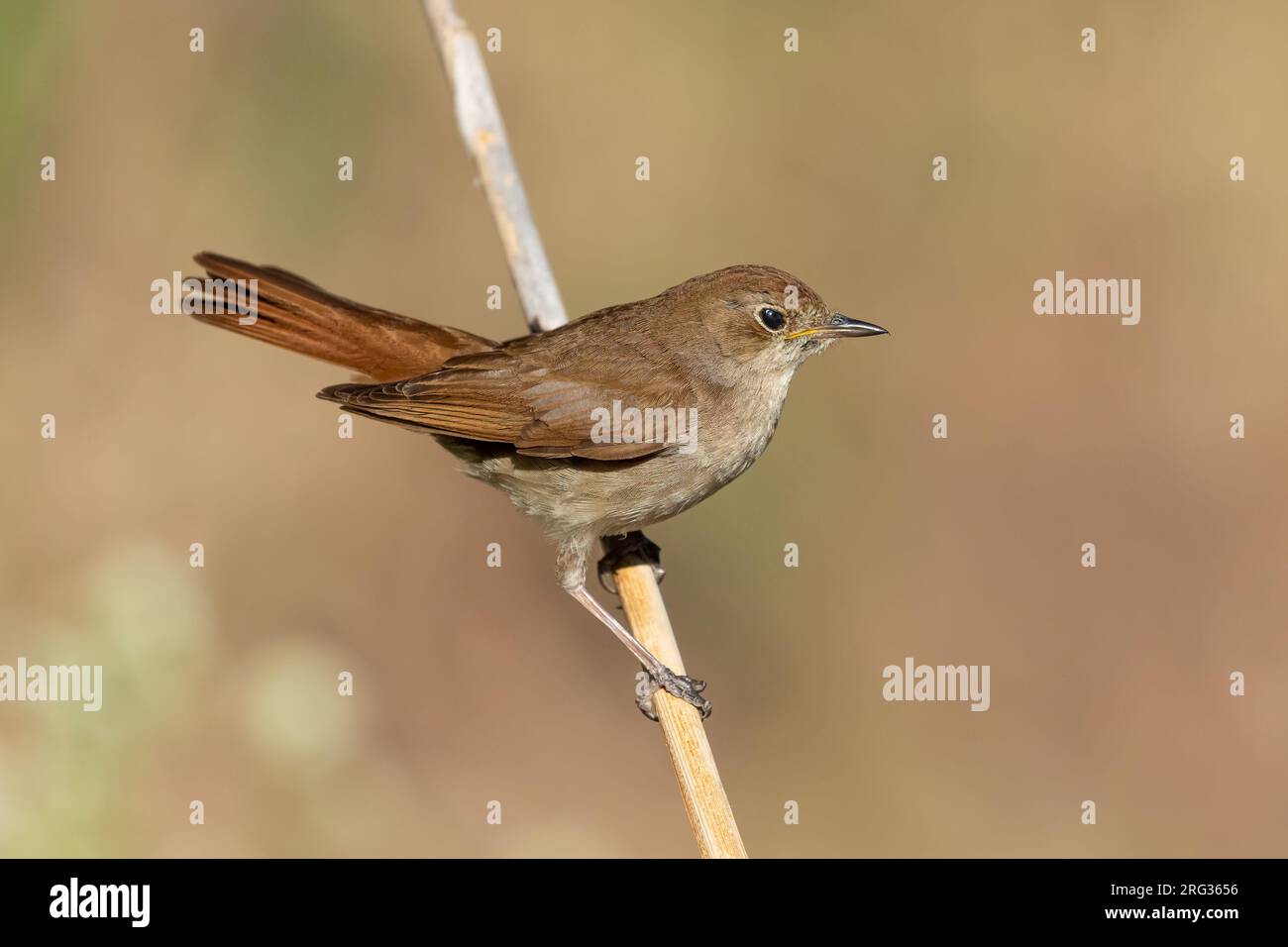 (Common) Nightingale free in a reed stem Stock Photo - Alamy