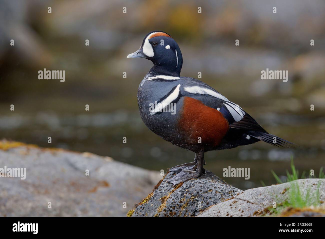 Harlequin Duck (Histrionicus histrionicus), side view of an adult male ...