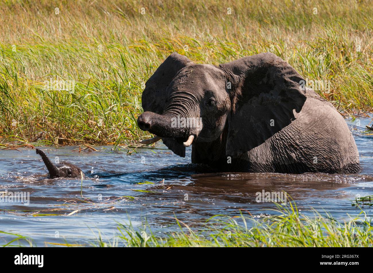 An African elephant calf, Loxodonta Africana, and its mother, crossing ...