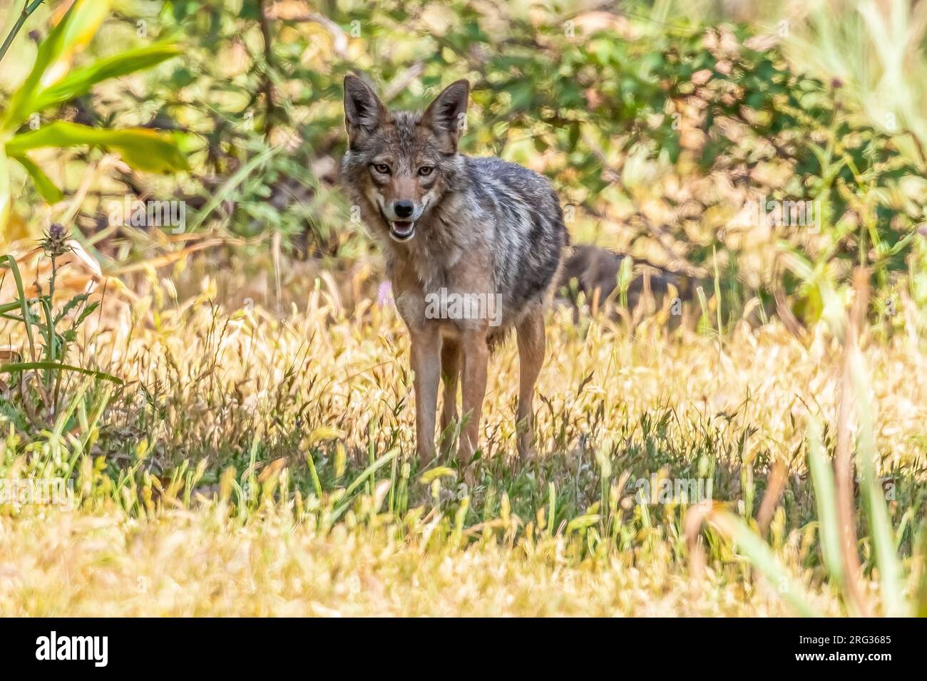 Adult female African Golden Wolf (Canis anthus) Sitting in Tamentout ...