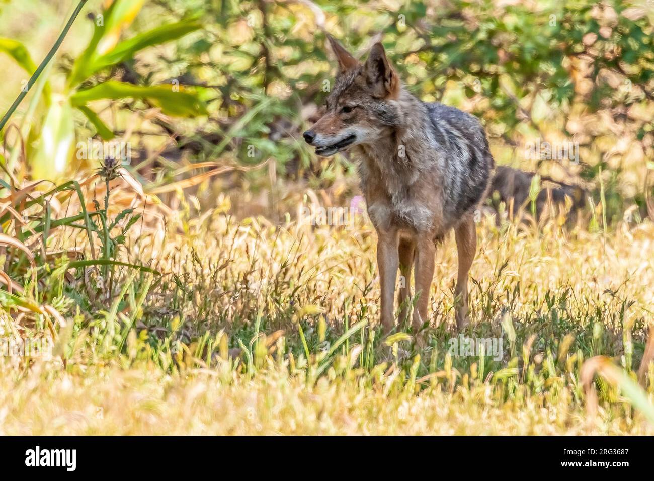Adult female African Golden Wolf (Canis anthus) Sitting in Tamentout ...