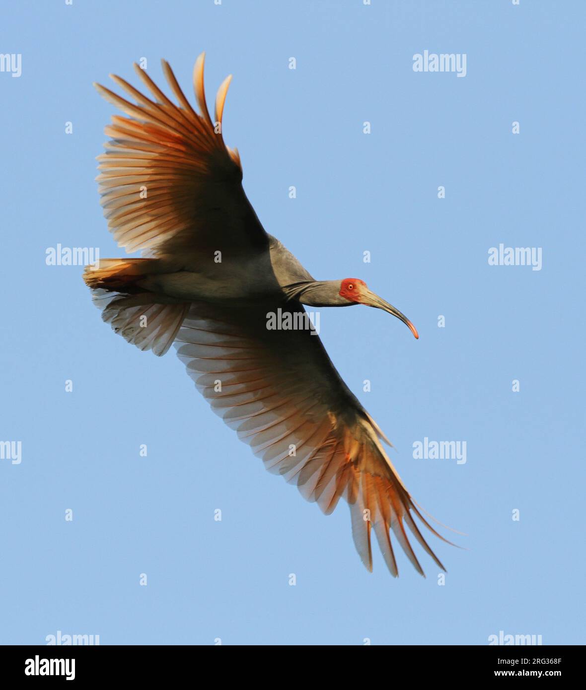 Adult Japanese Crested Ibis (Nipponia nippon) at Changqing, China ...