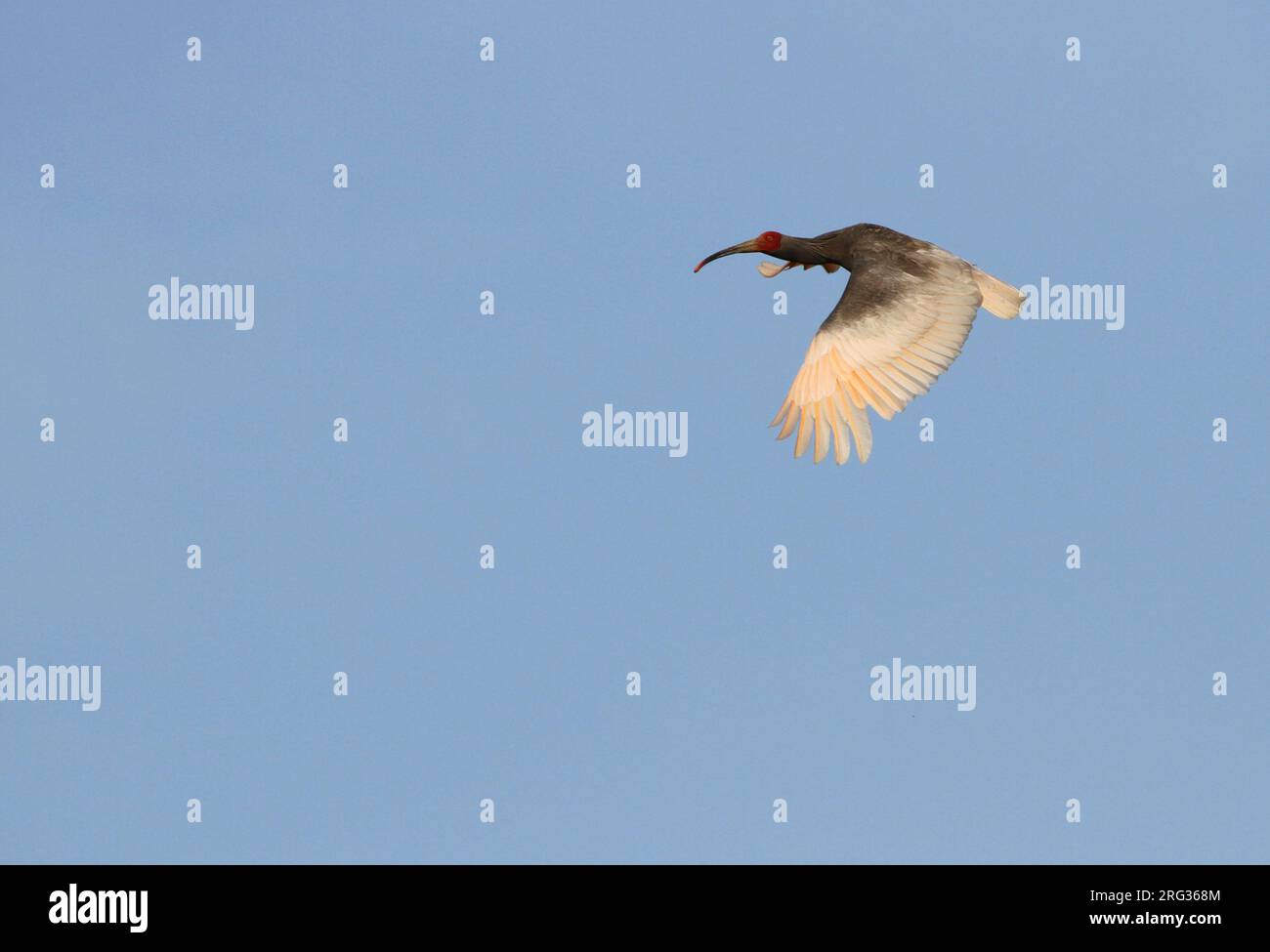 Flying adult Japanese Crested Ibis (Nipponia nippon) at Changqing ...