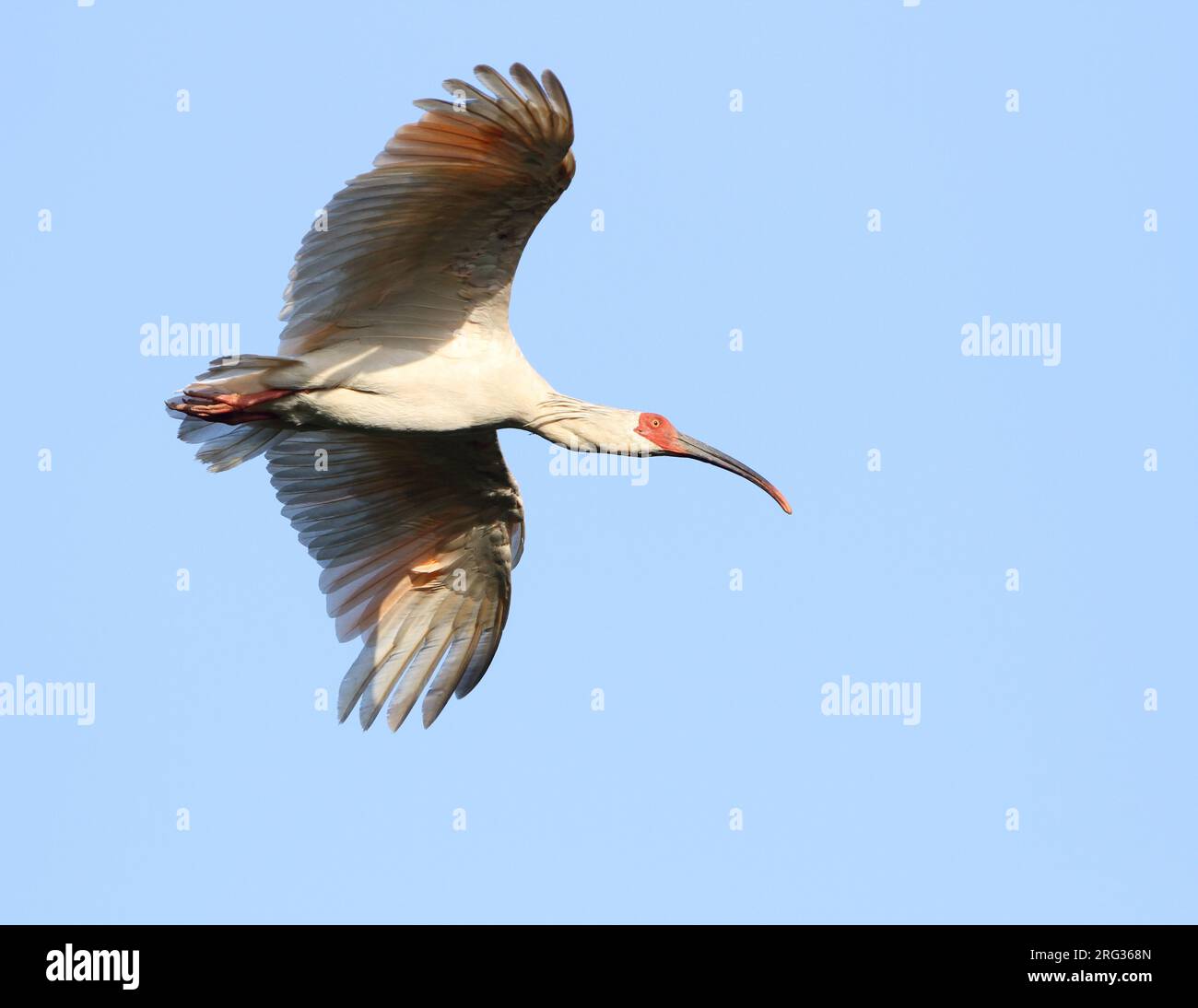 Japanese crested ibis nipponia hi-res stock photography and images - Alamy