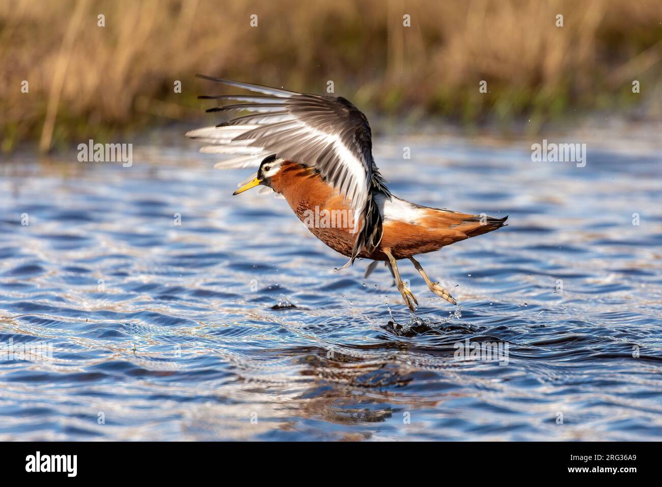 Female red phalarope hi-res stock photography and images - Alamy
