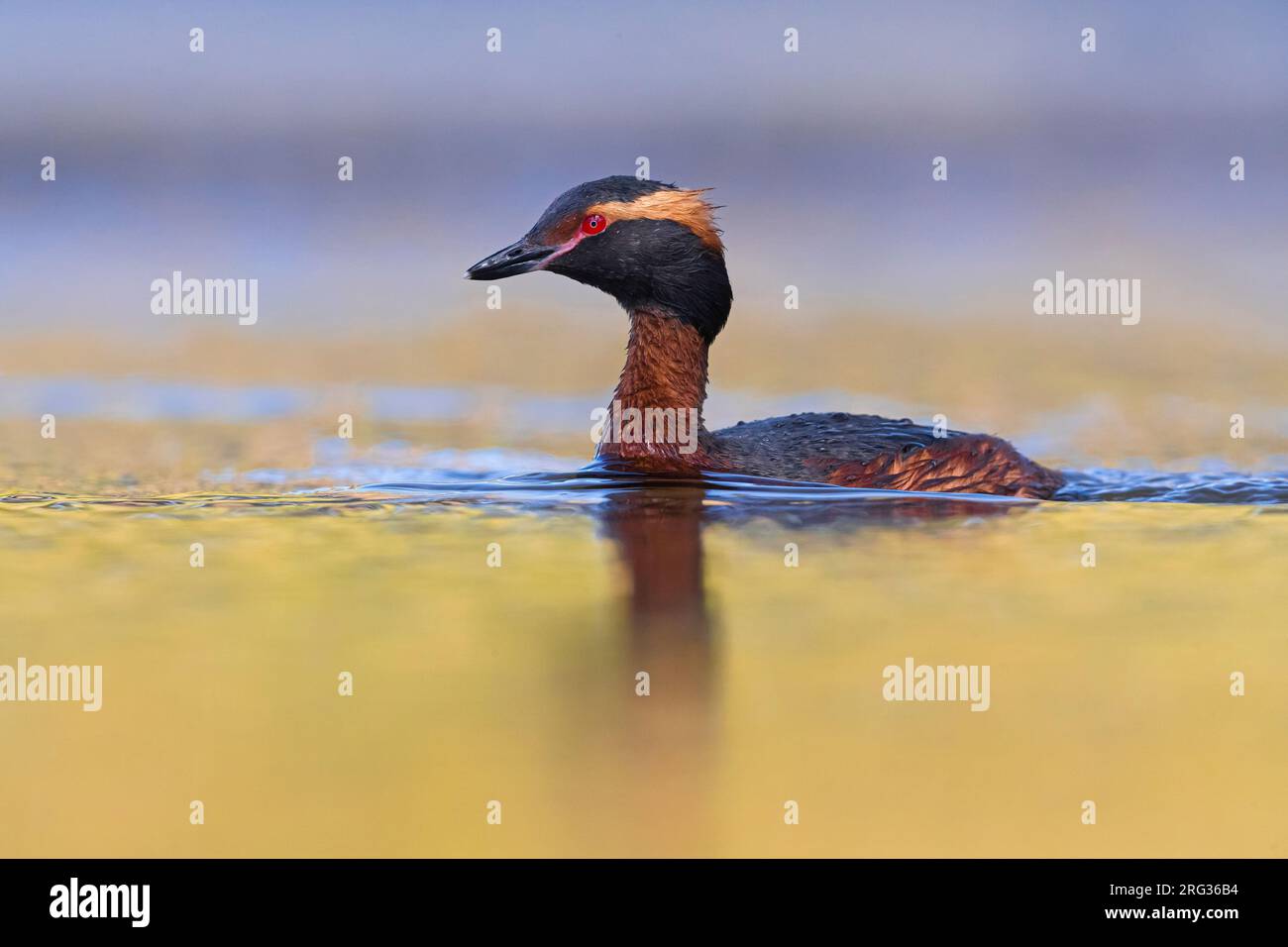 Adult Slavonian Grebe (Podiceps auritus) in summer plumage, swimming on ...
