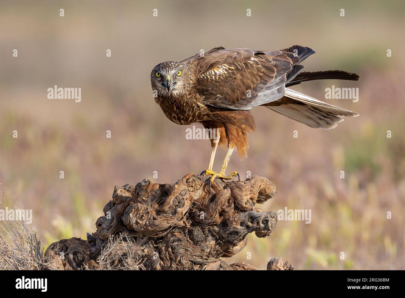 Marsh Harrier with full crop Stock Photo - Alamy