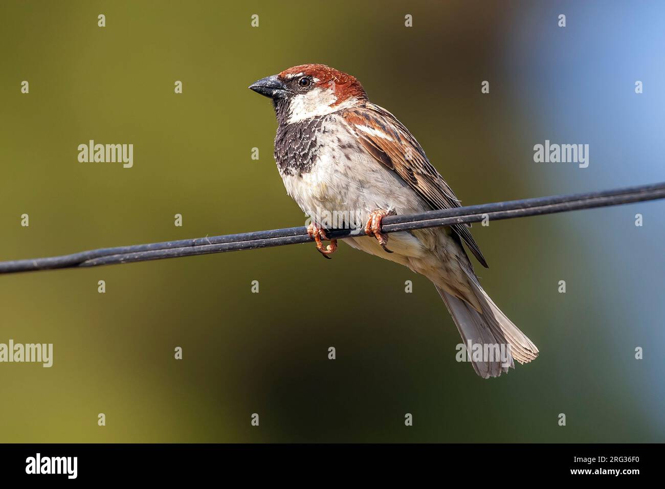 Male House x Spanish Sparrow (Passer domesticus x hispaniolensis ...