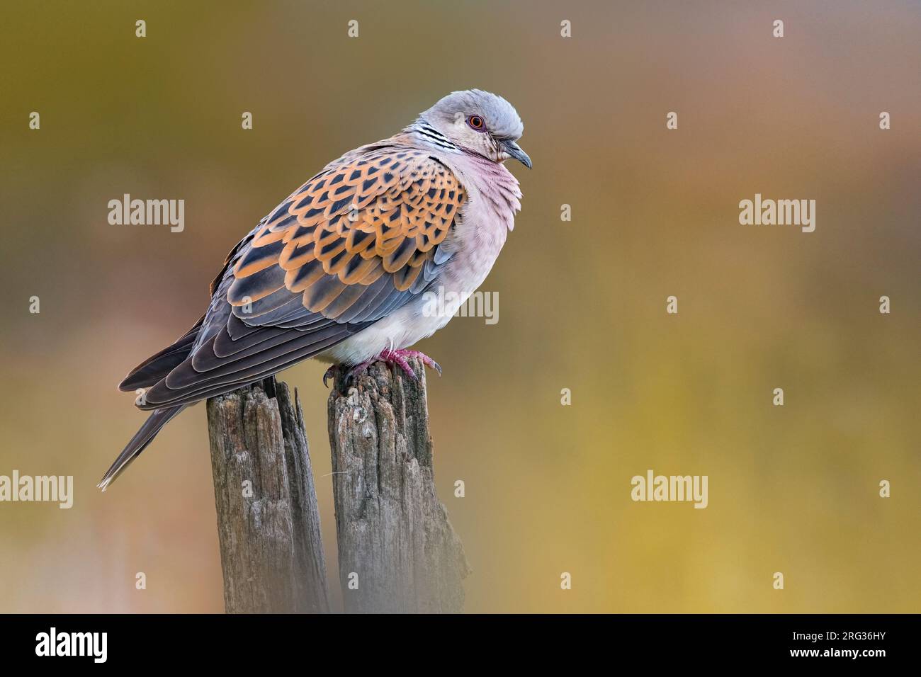 Eurasian Turtle Dove, Streptopelia turtur, in Italy Stock Photo - Alamy