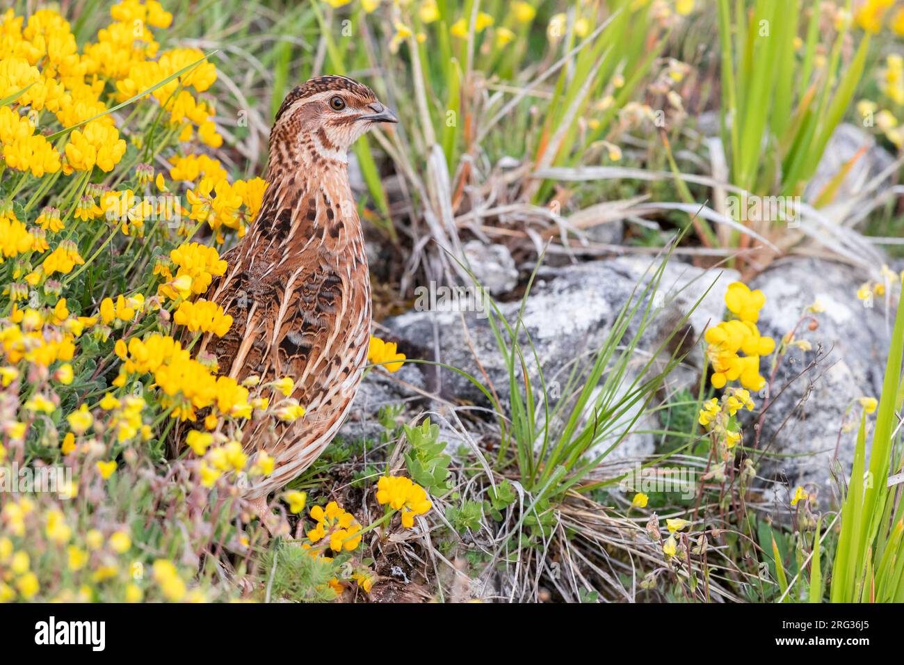 Common Quail (Coturnix coturnix), second calendar year male standing ...