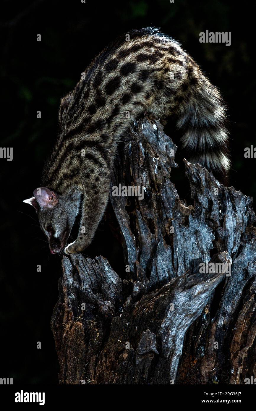 Common Genet (Genetta genetta) in Spain Stock Photo - Alamy