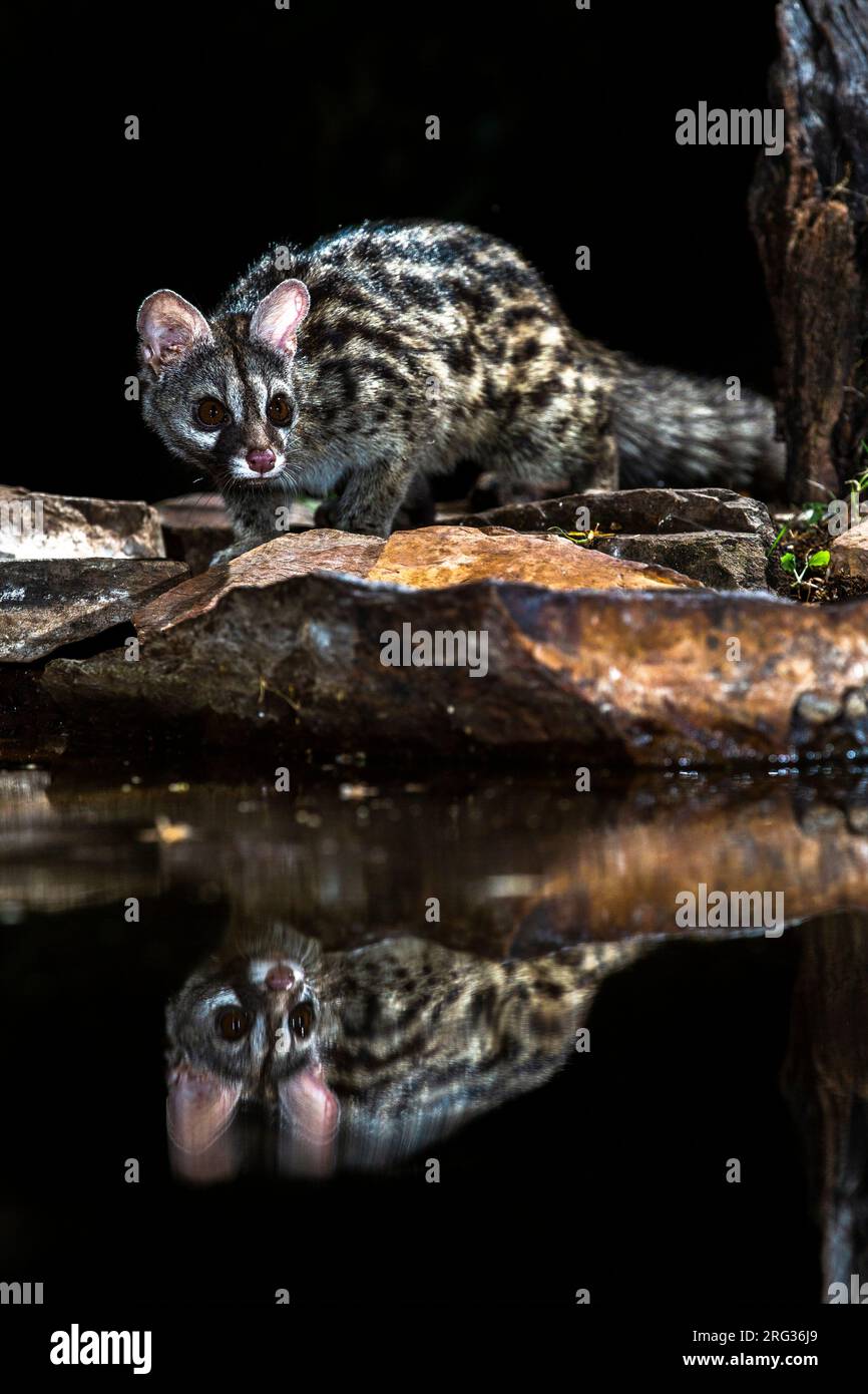 Common Genet (Genetta genetta) in Spain Stock Photo - Alamy