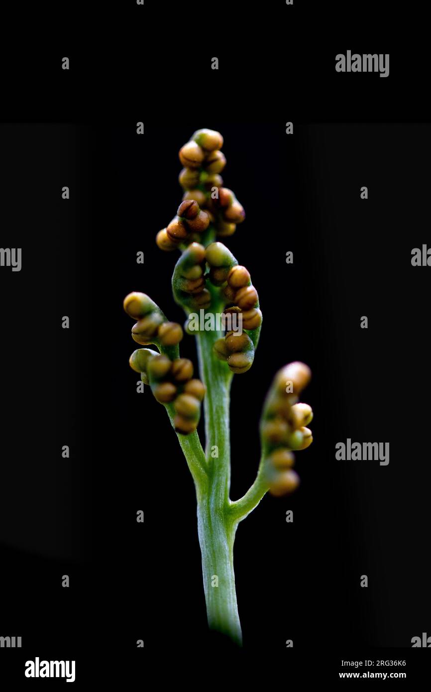 Moonwort; Botrychium lunaria Stock Photo - Alamy