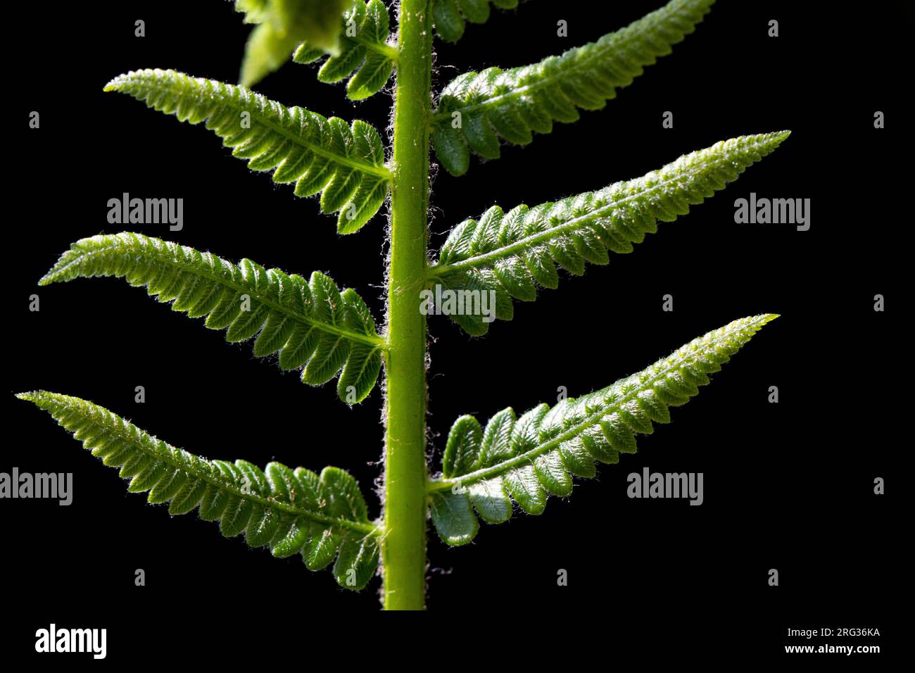 Royal fern, Osmunda regalis Stock Photo - Alamy