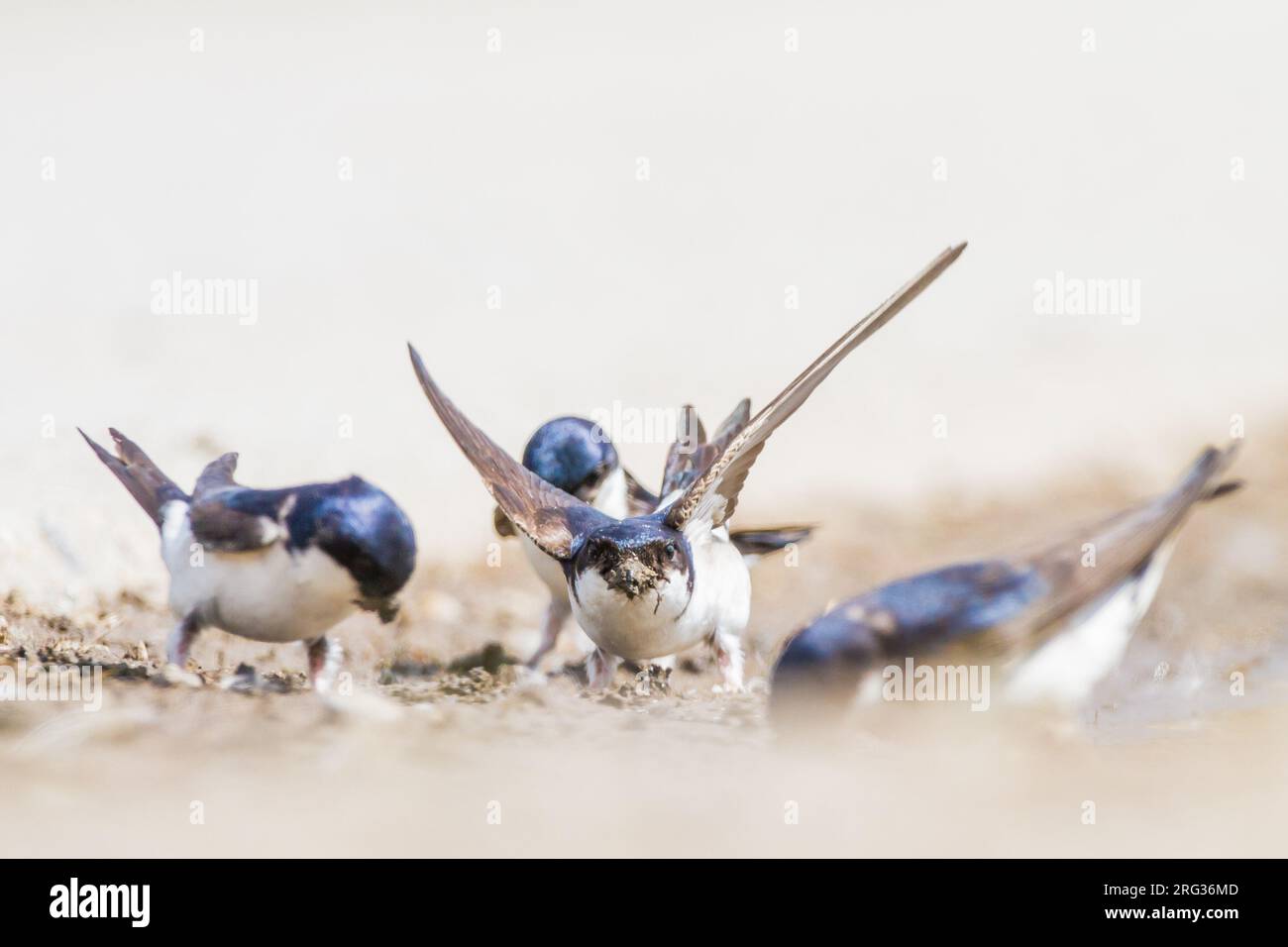 Huiszwaluw, Common House Martin, Delichon urbicum flock gathering mud ...