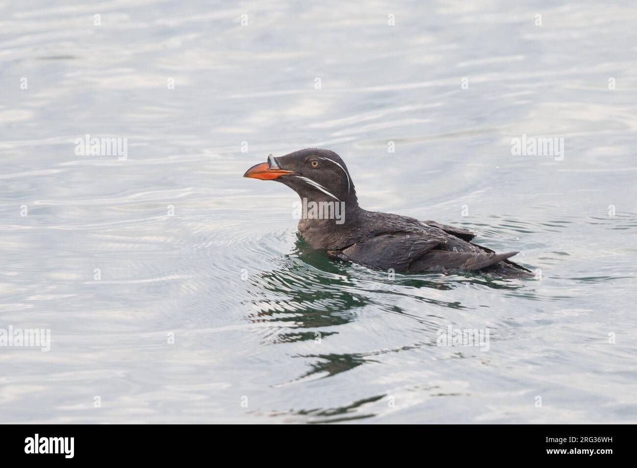 Rhinoceros Auklet, Cerorhinca monocerata Stock Photo - Alamy