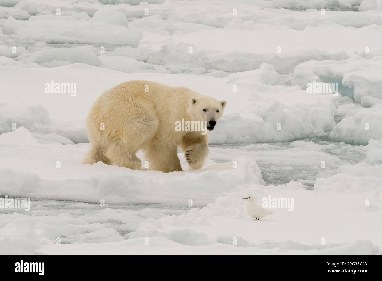 A polar bear, Ursus maritimus, stalks an ivory gull, Pagophila eburnea ...