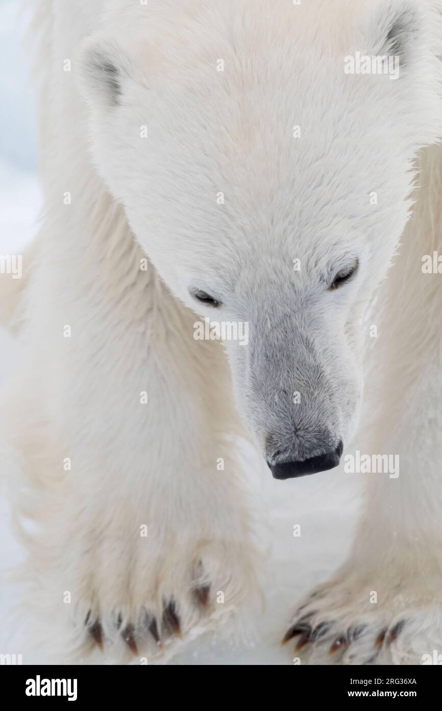 A portrait of a polar bear, Ursus maritimus. North polar ice cap ...