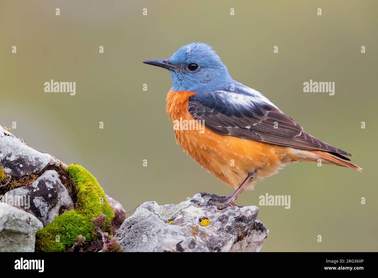 Common Rock Thrush (Monticola saxatilis), side view of an adult male ...