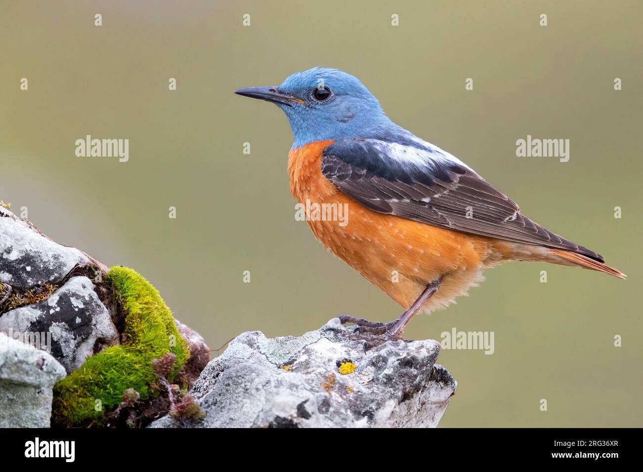 Common Rock Thrush (Monticola saxatilis), side view of an adult male ...